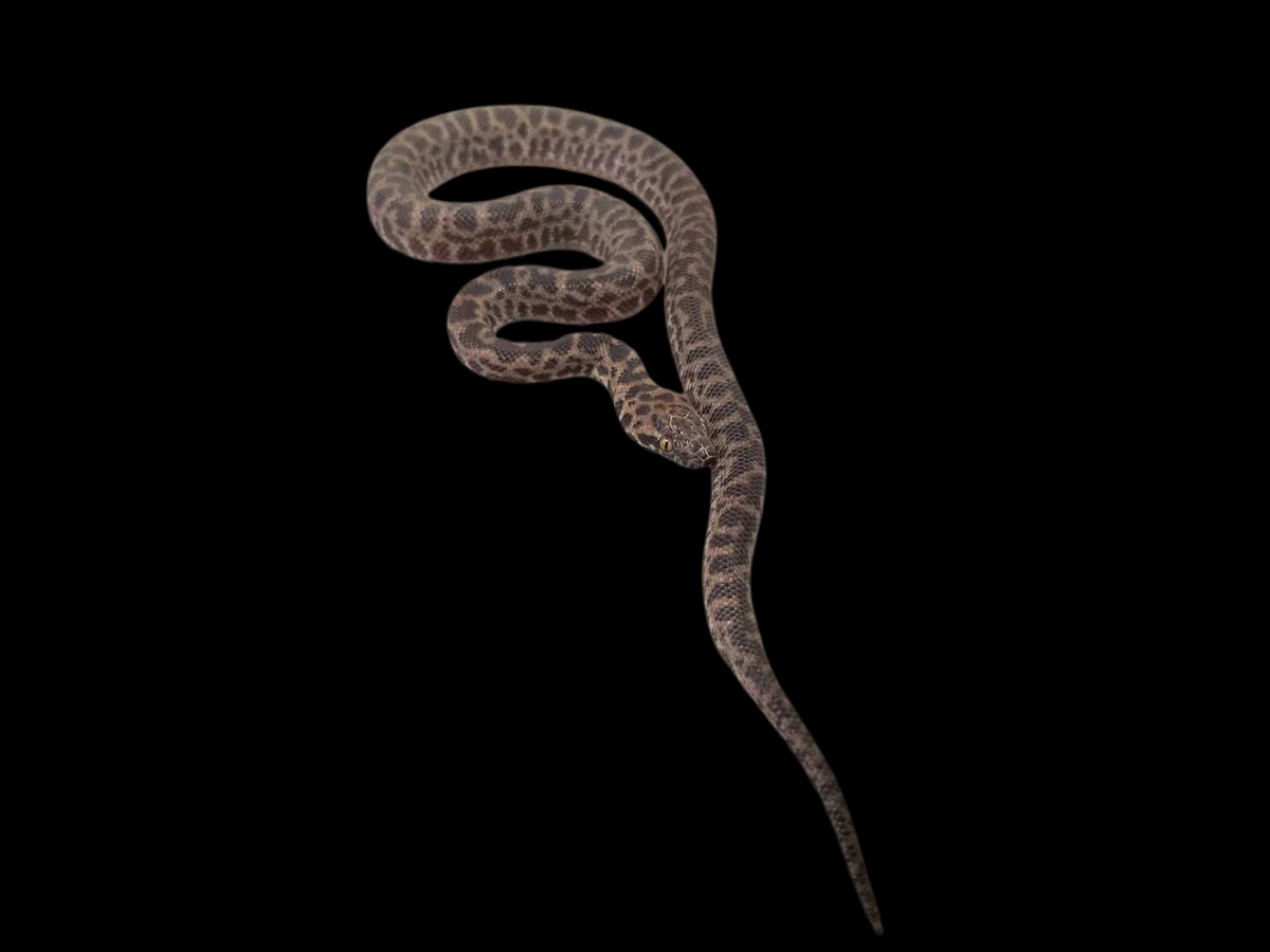 Reptile - Livestock/All Snakes/All Pythons/Other Pythons