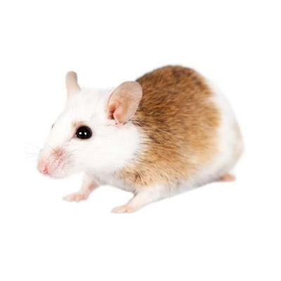 Frozen African Soft Fur Rats (ASF) - Hopper