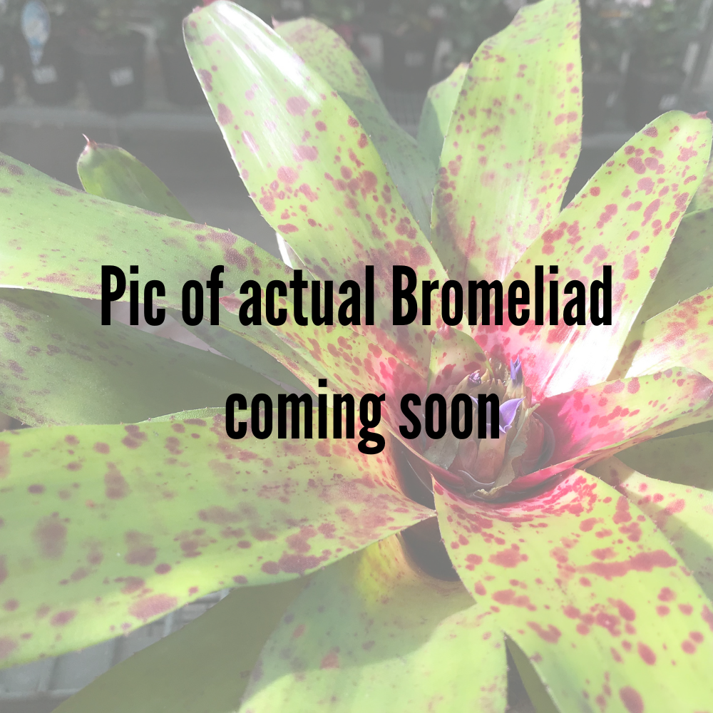 Neoregelia Lillipet x Chiquita Linda