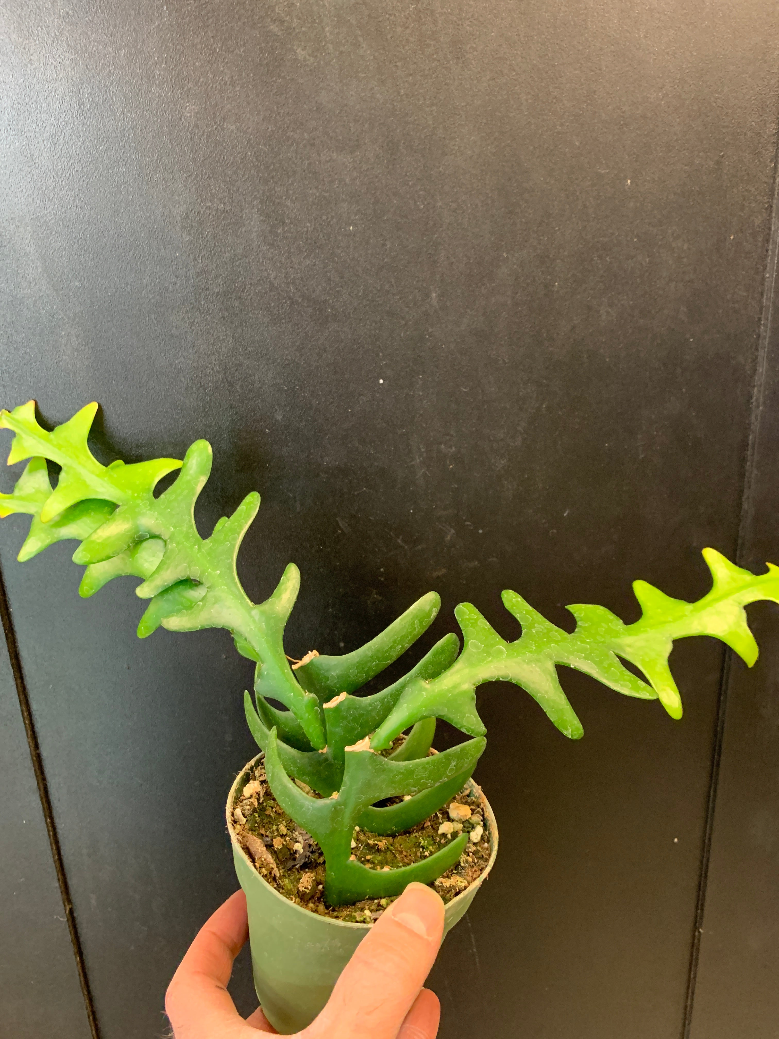 Ric Rac cactus