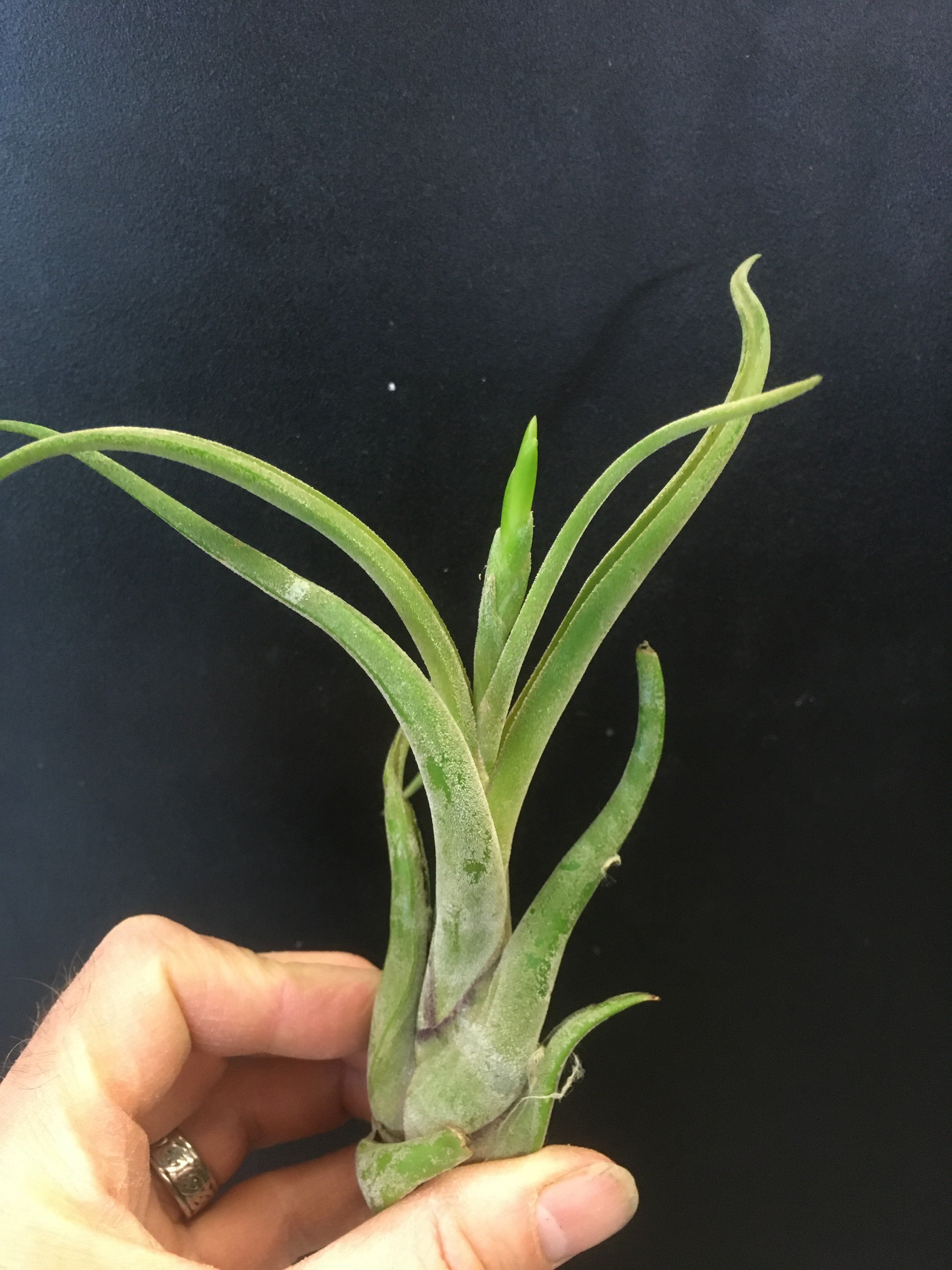 Live Plants->Bromeliads