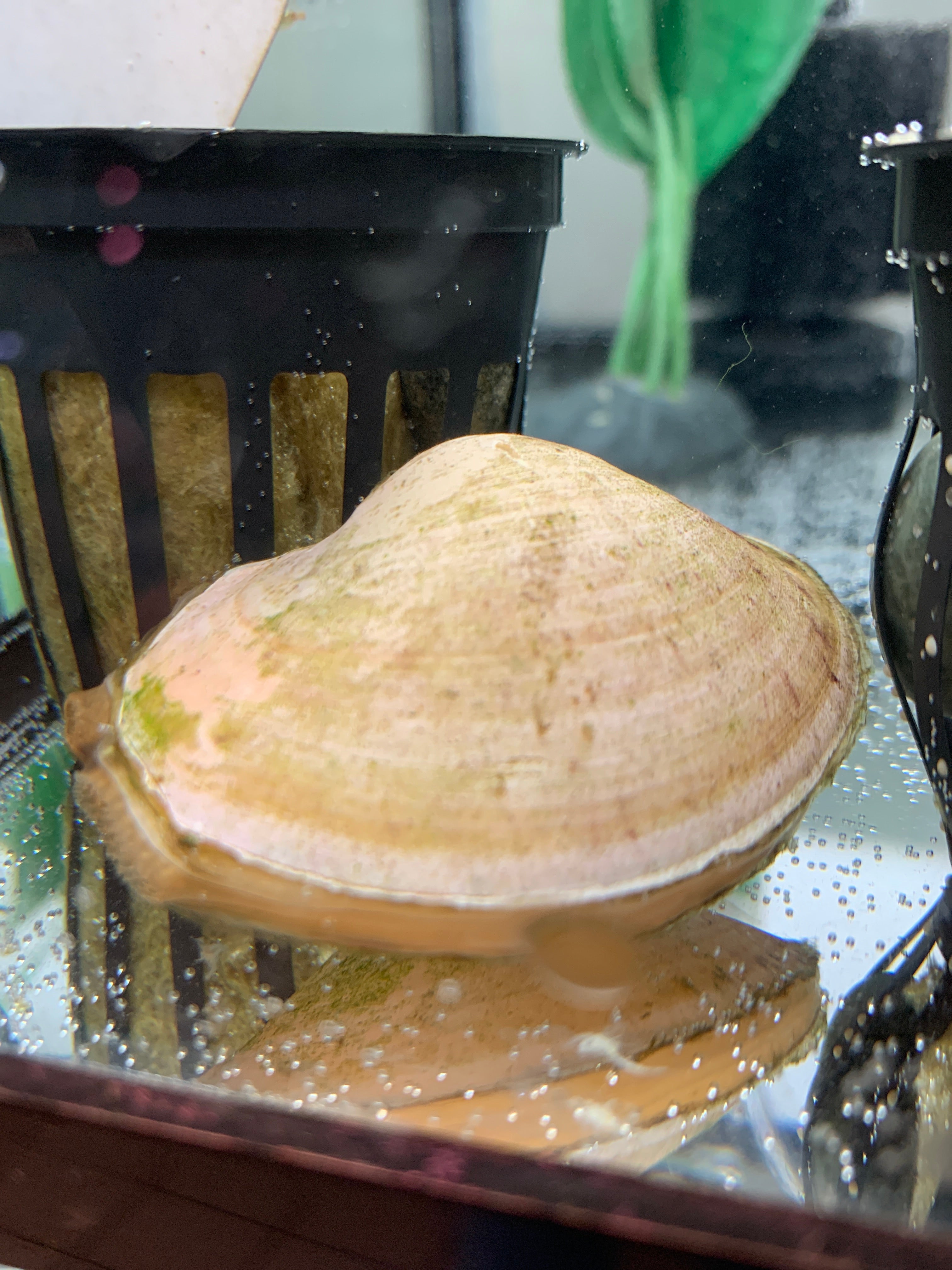 Indonesian Orange Clam