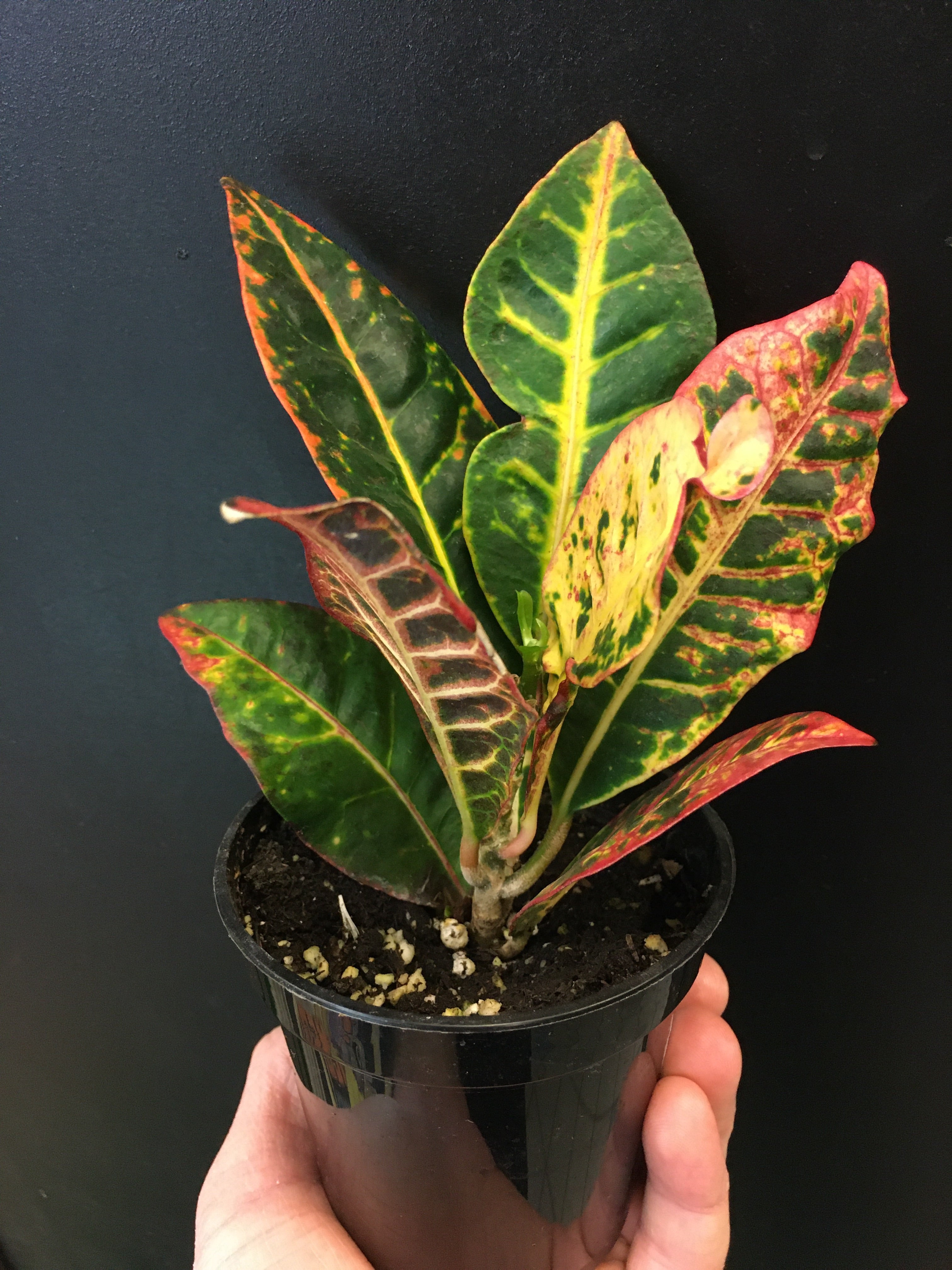 Croton