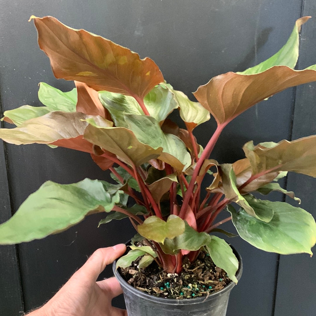 Homalomena Flaming Red