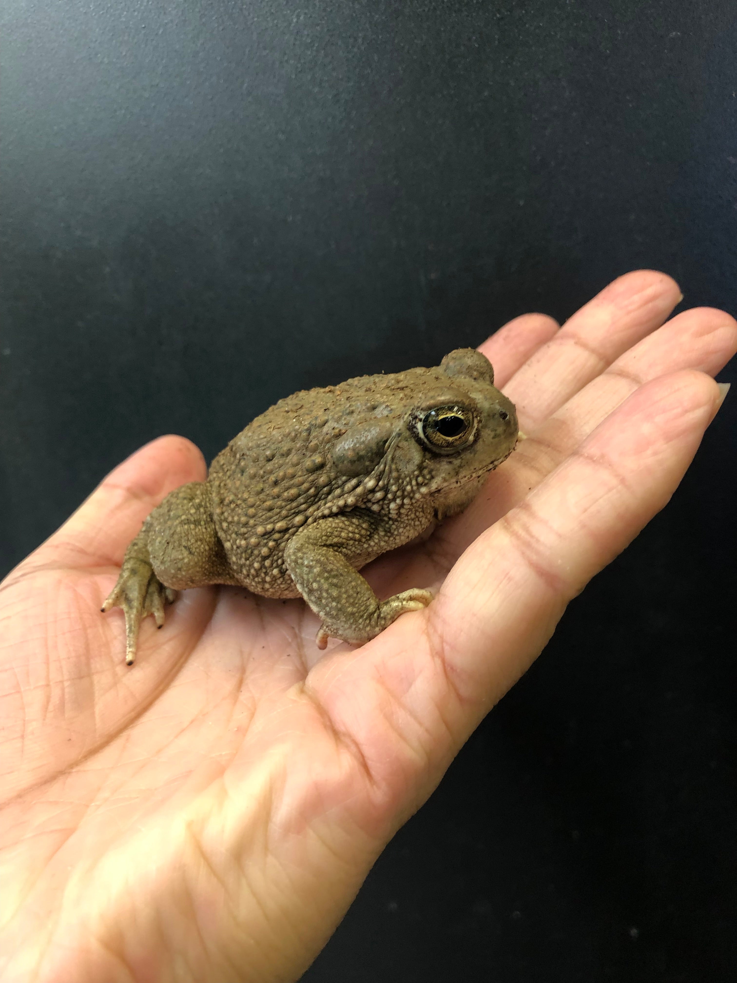 Texas Toad (Anaxyrus speciosus)