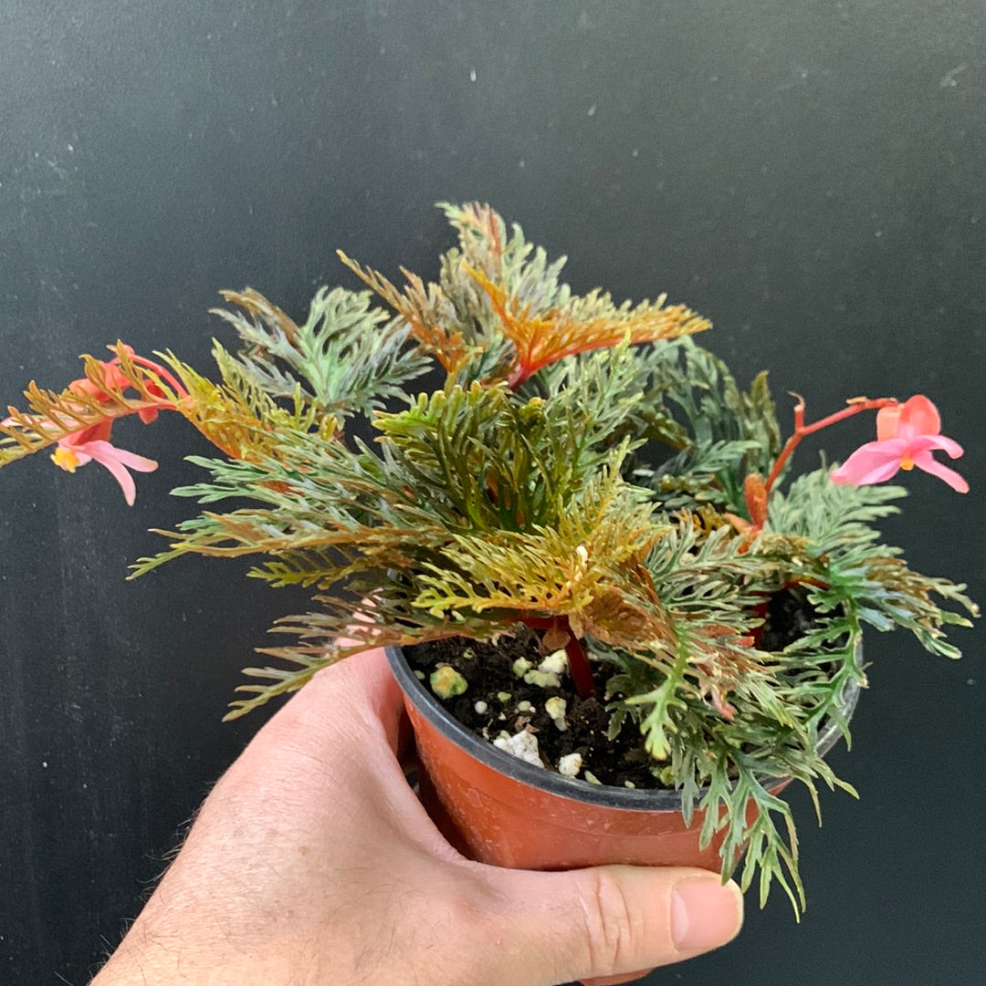 Begonia bipinnatifida