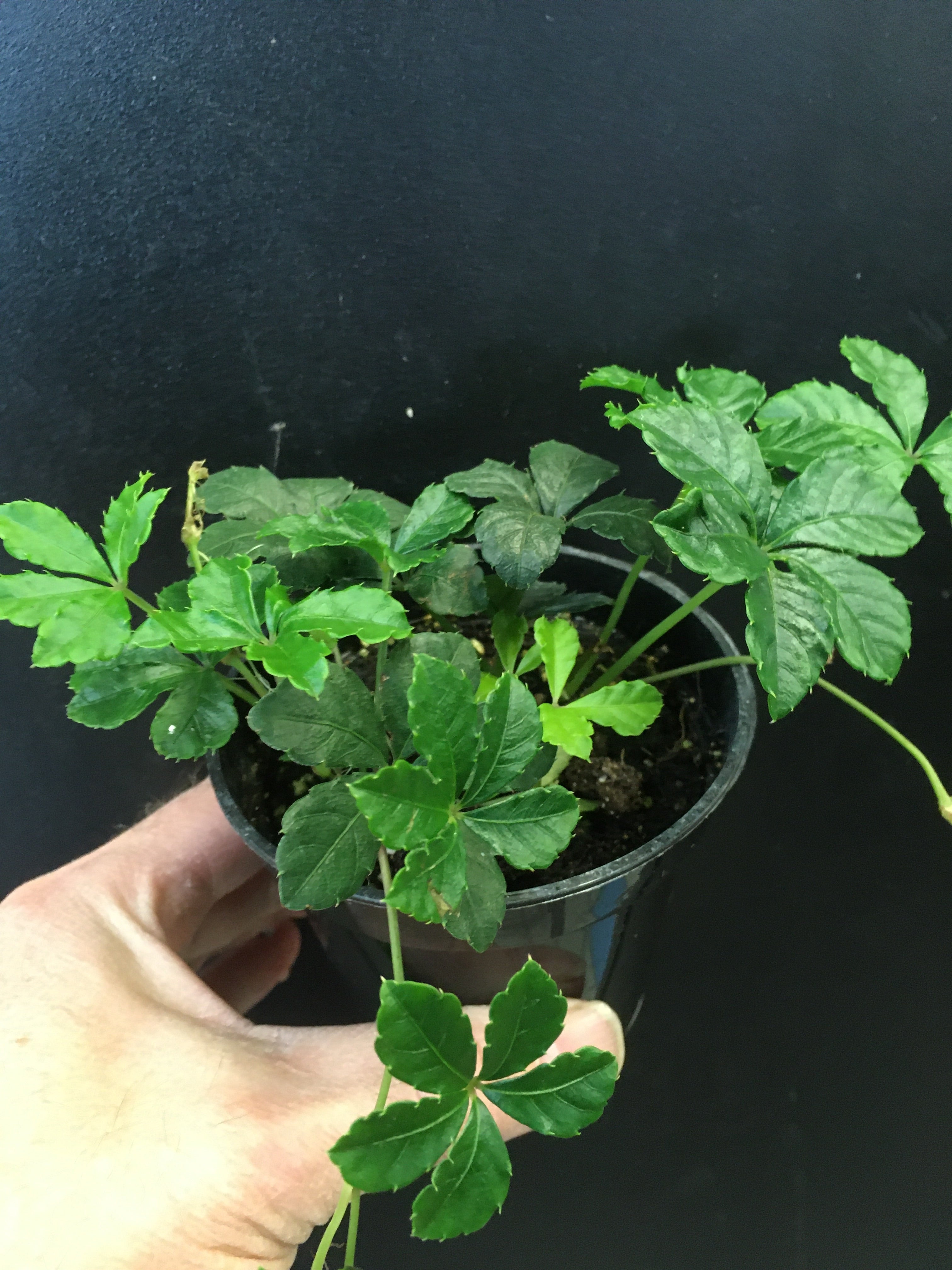 Sugar Vine