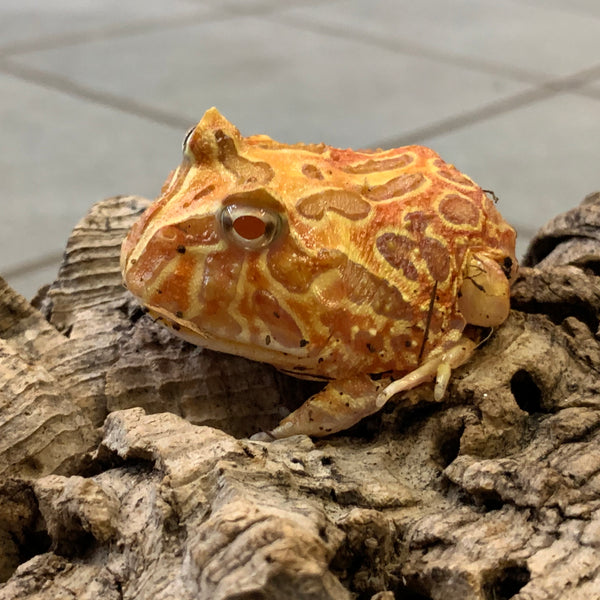 Chocolate Pacman Frog