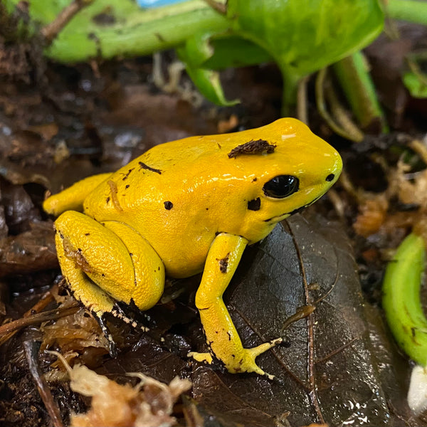Golden Poison Dart Frog Tadpole Consider: The Golden Rocket Frog