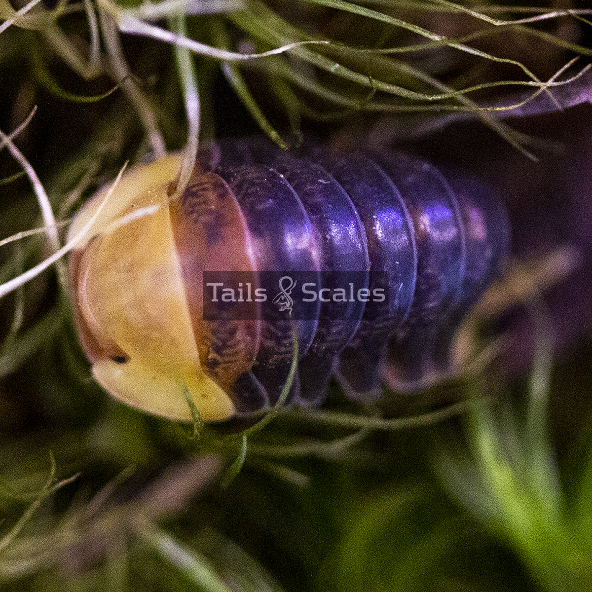 Reptile Products->Bio-Active Products->Isopods & Springtails – Page 2