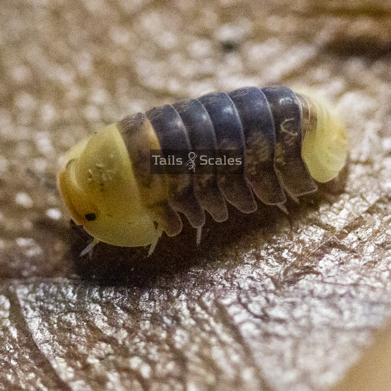 Reptile Products->Bio-Active Products->Isopods & Springtails